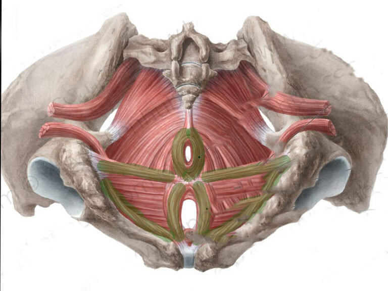 Strati Del Pavimento Pelvico – Le funzioni del pavimento pelvicoIl ...